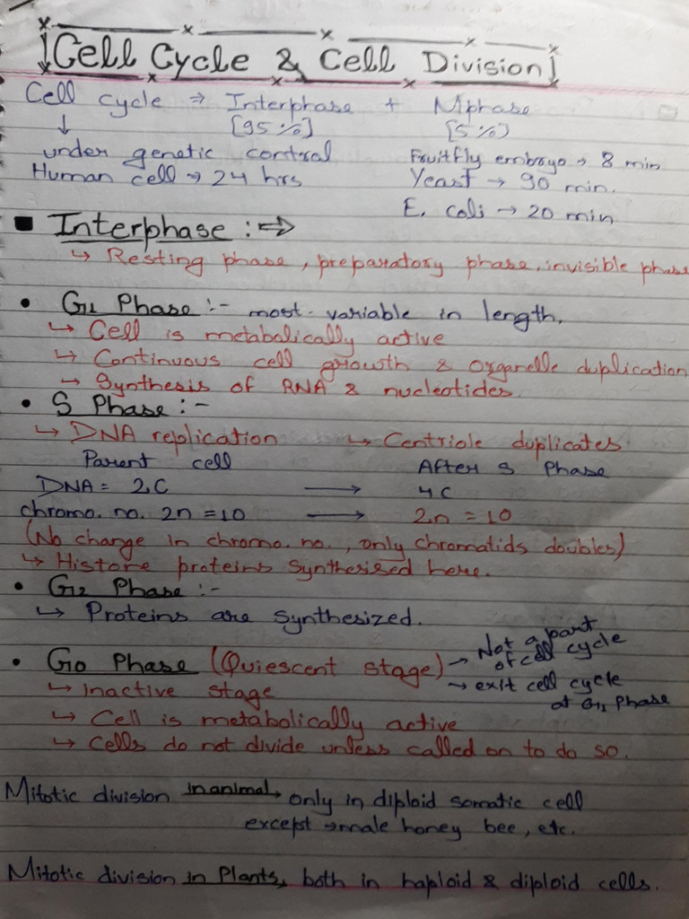 Cell Cycle Short Notes 12 Nov 24 05 18 53 | PDF | Meiosis | Life Sciences