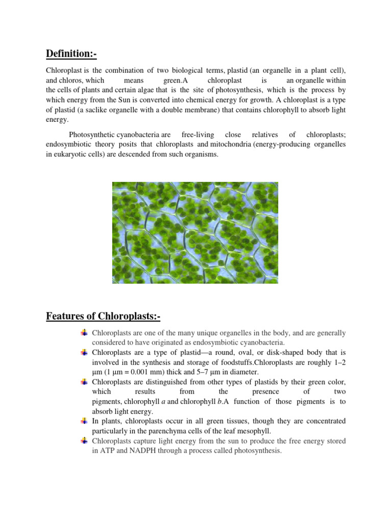 Micro Sem2 Chloroplast Short Note | PDF | Chloroplast | Photosynthesis