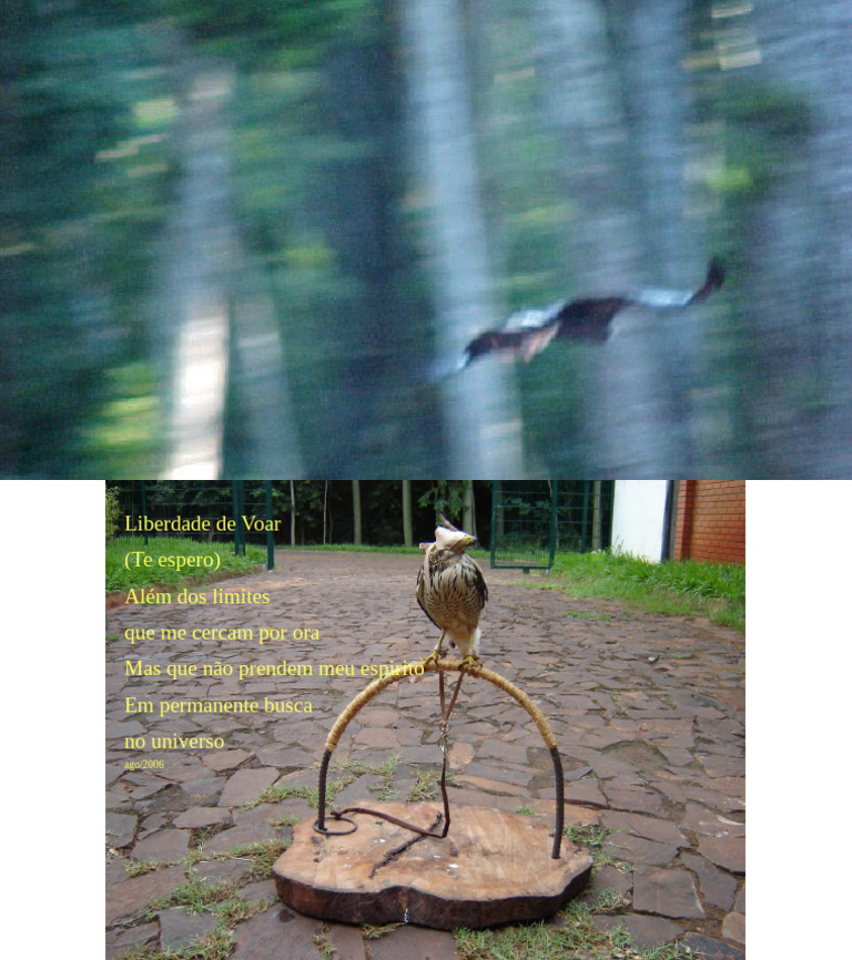 Harpia Historia RBV | PDF