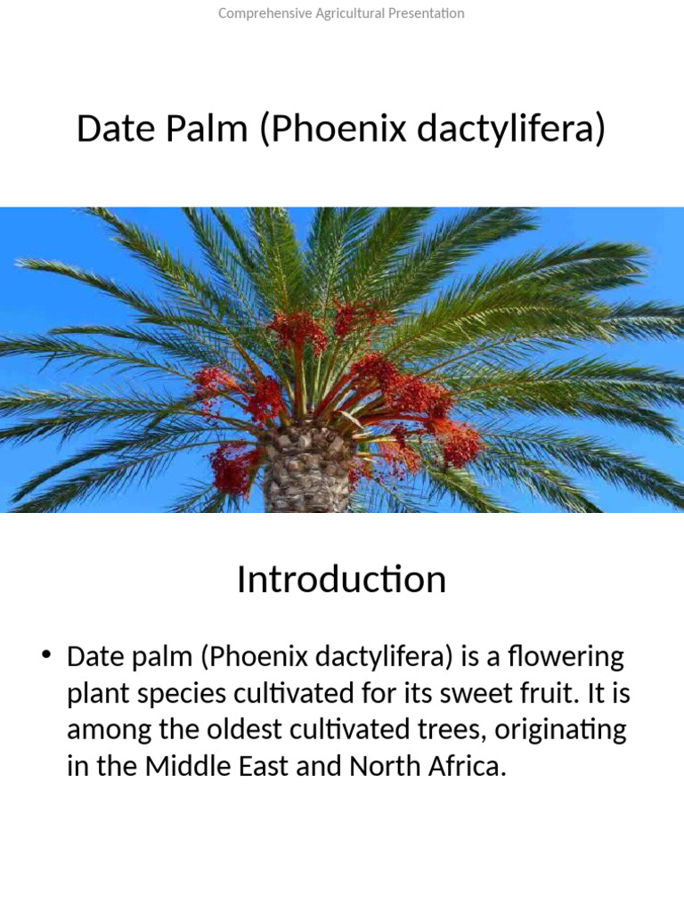 Date Palm Presentation Full Content | PDF | Arecaceae | Agriculture