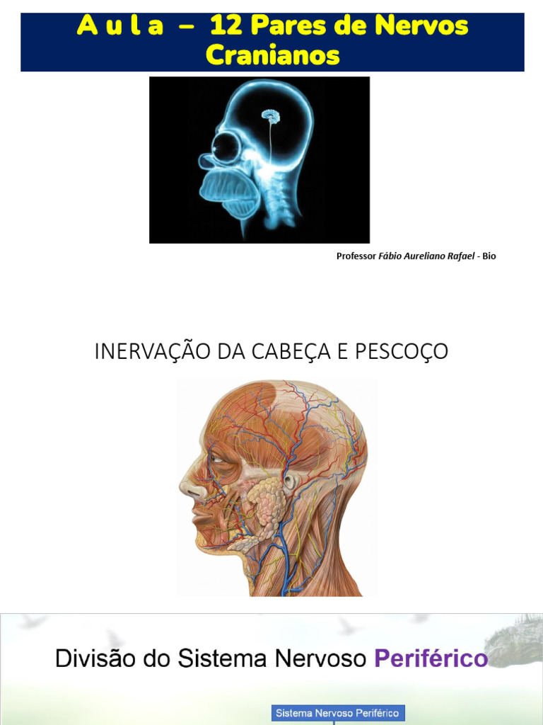 Funções dos Nervos Cranianos | PDF | Anatomia | Neurociência