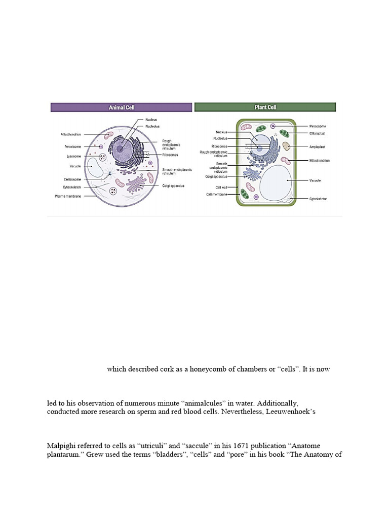 Cell Theory and Cell Structure | PDF | Ribosome | Vacuole
