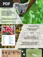 Safeda Tree: Eucalyptus Overview | PDF