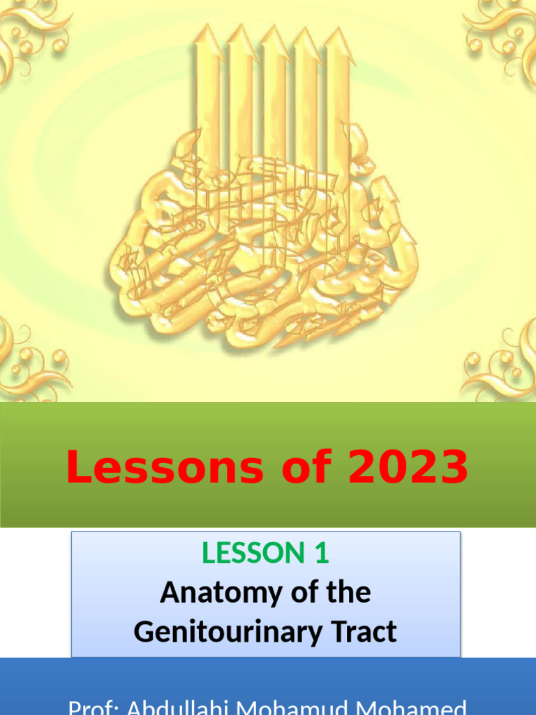 Anatomy of the Genitourinary Tract | PDF | Urinary System ...