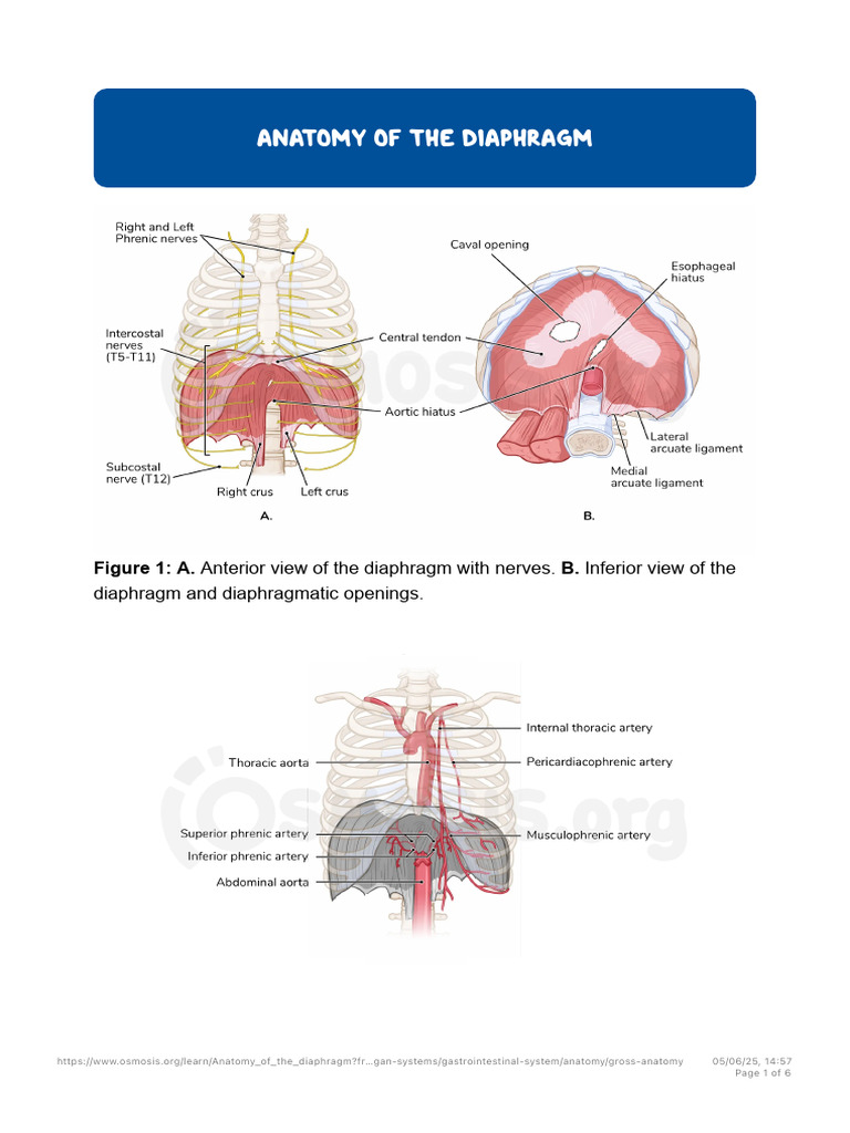 Anatomy of The Diaphragm - Video, Causes, & Meaning - Osmosis | PDF ...