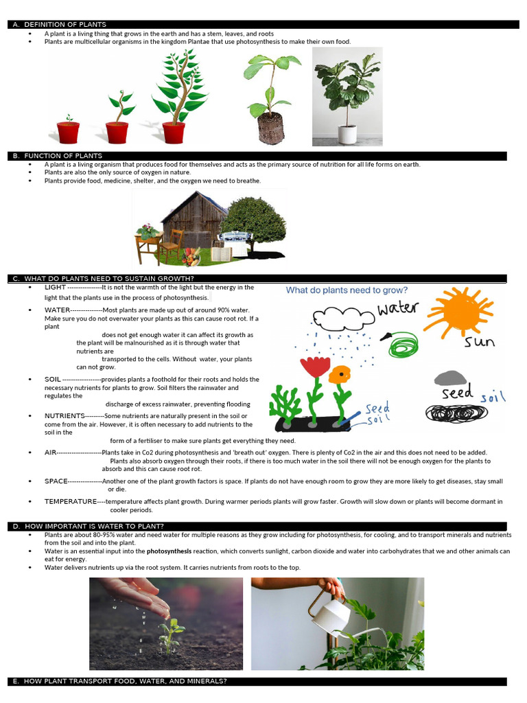 How Plants Survive and Thrive | PDF | Plant Nutrition | Plants