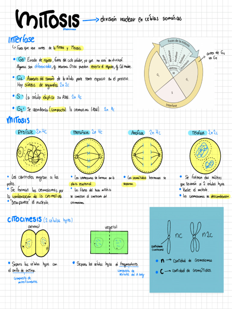 Meiosis y Mitosis | PDF | Mitosis | Mitosis