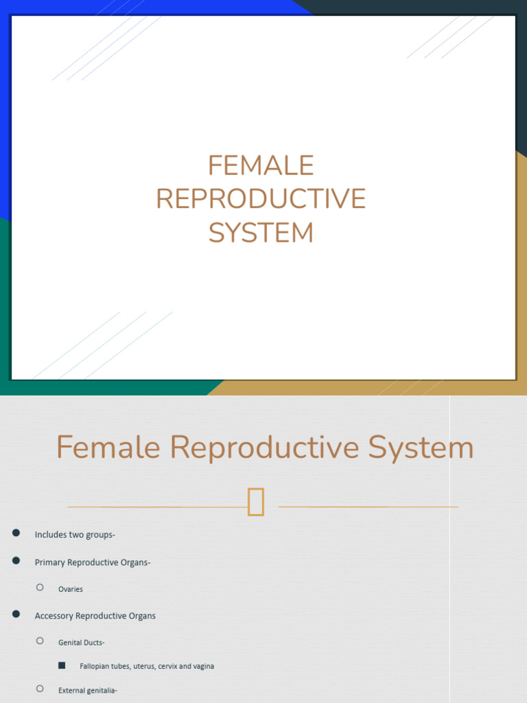 Female Reproductive System 1 | PDF | Ovary | Menstrual Cycle