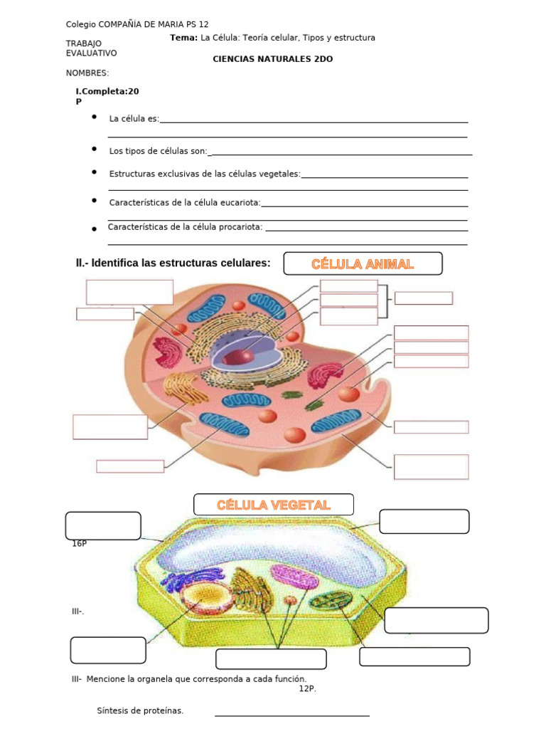 Examen de Célula 2do B 2025 | PDF | Biología Celular) | Biología Celular