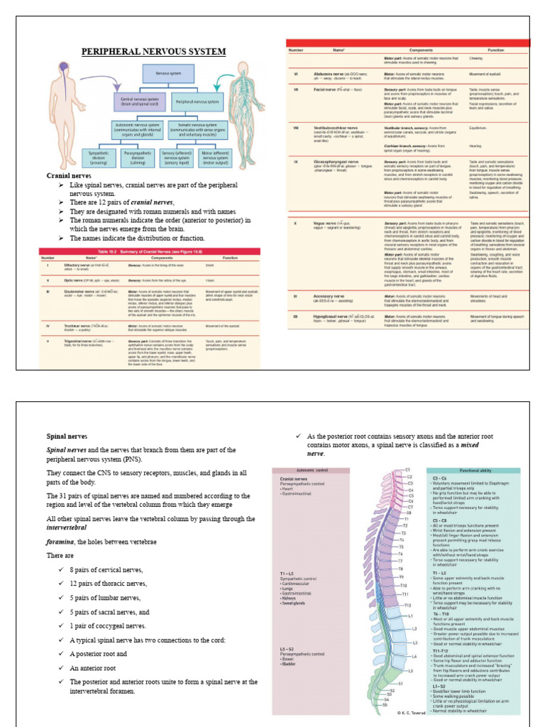 Peripheral Nervous System | PDF