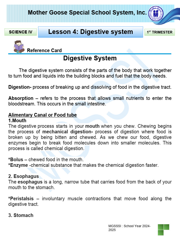 Sci4 Reference3 Digestive System | PDF | Digestion | Human Digestive System