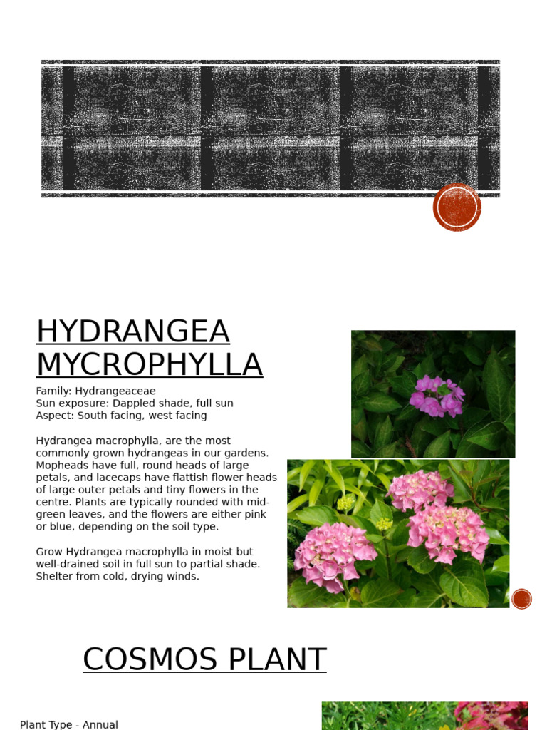Presentation (3) | PDF