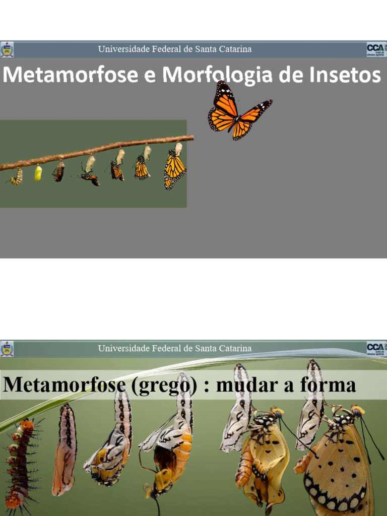 Metamorfose e Morfologia de Insetos | PDF | Insetos | Zoologia