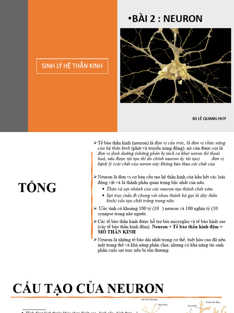 3.1 Sinh Lý Hệ Thần Kinh - Bài 2 - Neuron - 2024 | PDF