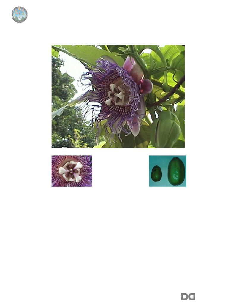 Cultivo de tumbo | PDF | Hoja | Tallo de la planta