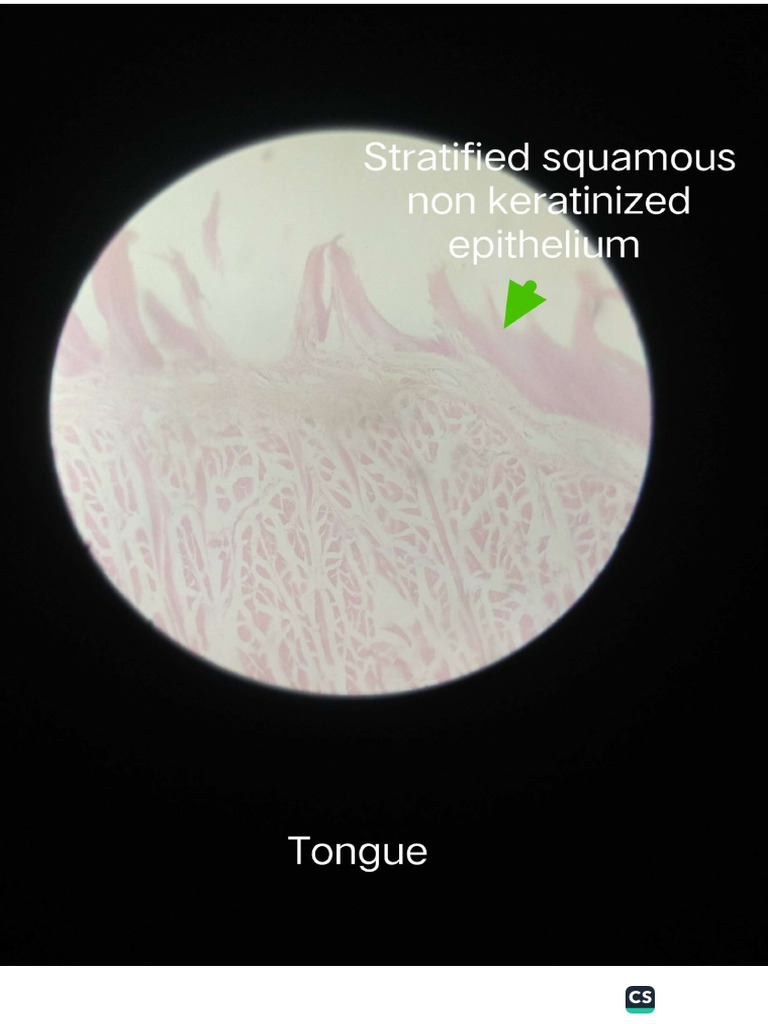 Block 4 Histology Diagrams & Slides-1 | PDF