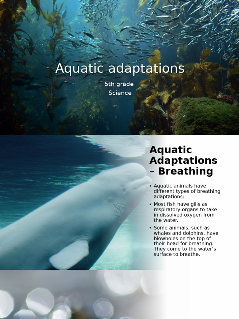 Aquatic Adaptations | PDF