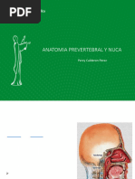 Musculos de La Nuca | PDF | Anatomía humana | Sistema musculoesquelético