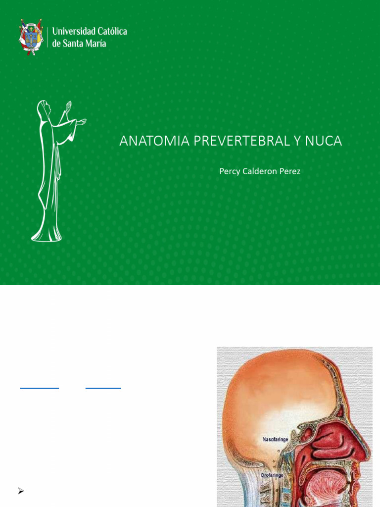 Anatomía del Cuello y Músculos de la Nuca | PDF | La columna vertebral ...