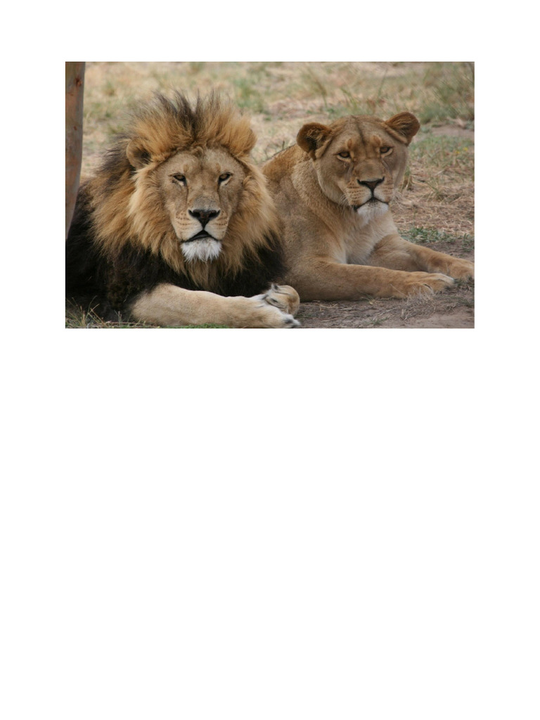 Lion | PDF