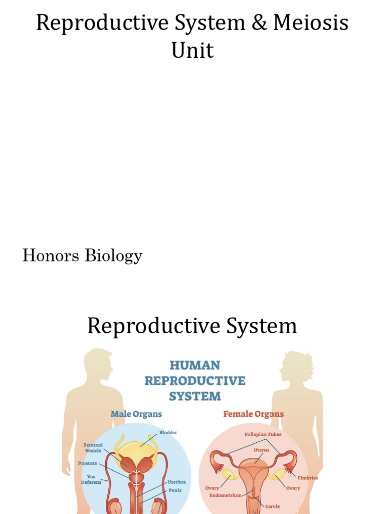 Reproductive System - Meiosis - Karyotype Honors Biology 24-25 | PDF ...