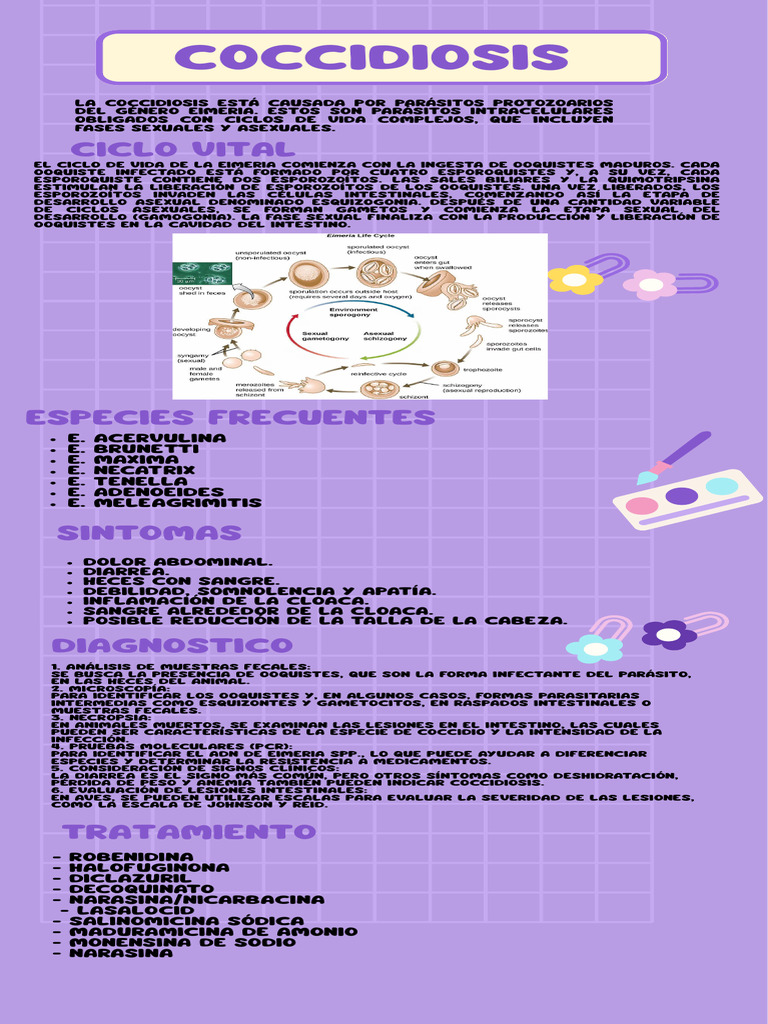 Coccidiosis Jhael Milena Romero Paez | PDF | Diarrea | Medicina CLINICA