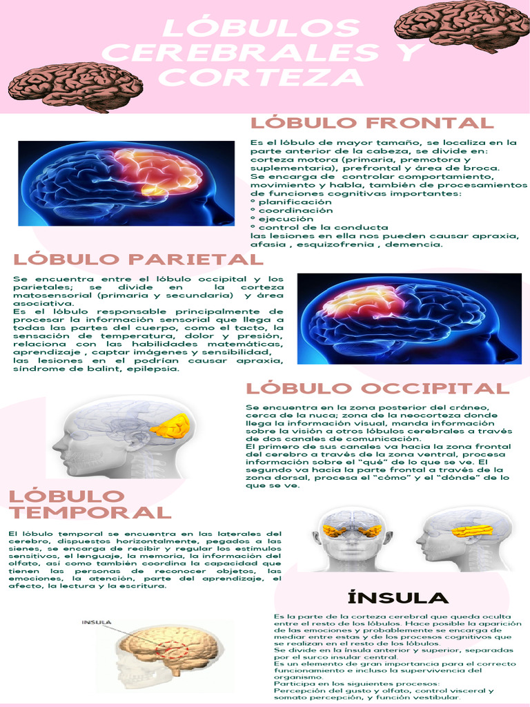 Lóbulos Cerebrales y Corteza | PDF | Cerebro | Lóbulo frontal