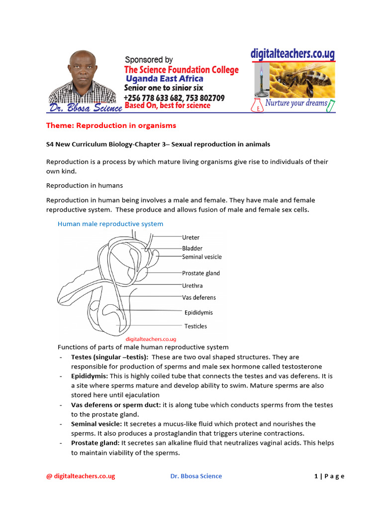 Human Reproductive System Overview | PDF | Menstrual Cycle | Sexually ...