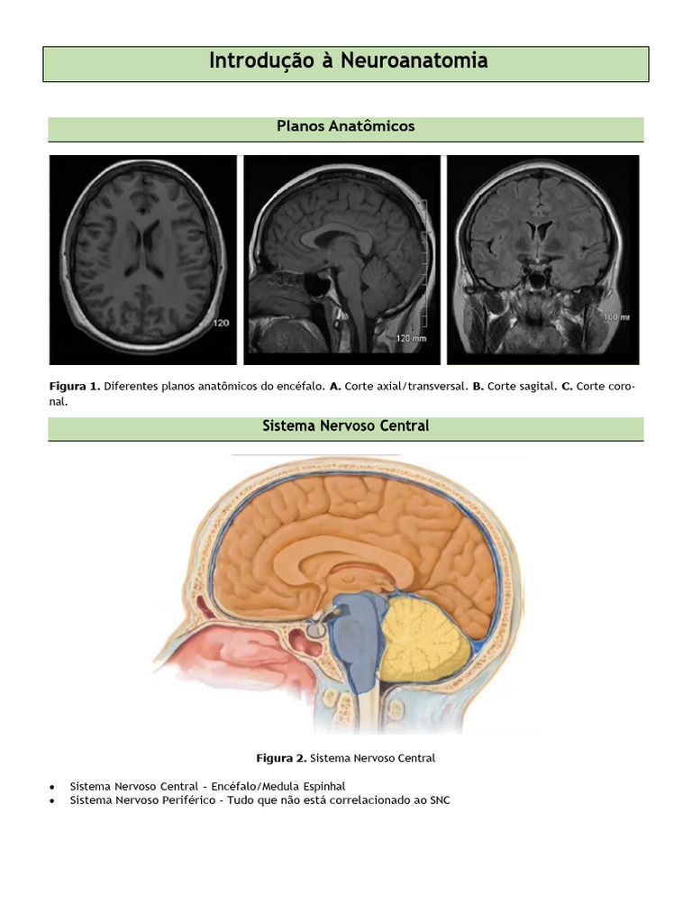 Introdução à Neuroanatomia e Planos Anatômicos | PDF | Cérebro ...