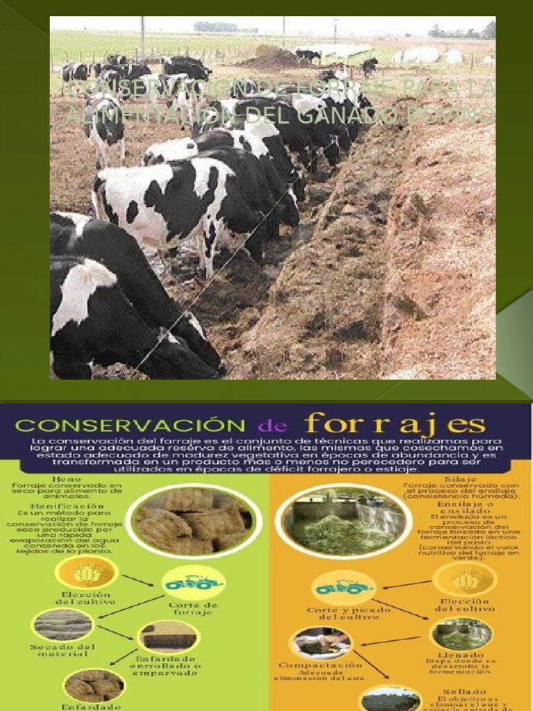 Tema 6 Conservacion de Forraje | PDF | Pasto
