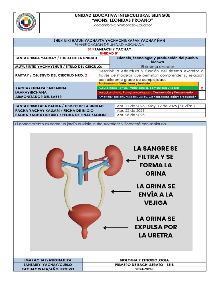 U81 C2 1biologia2425 | PDF | Riñón | Sistema urinario