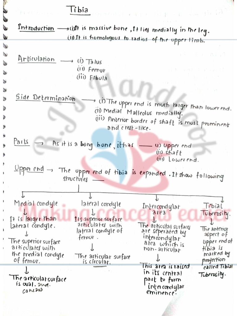 Tibia & Fibula | PDF