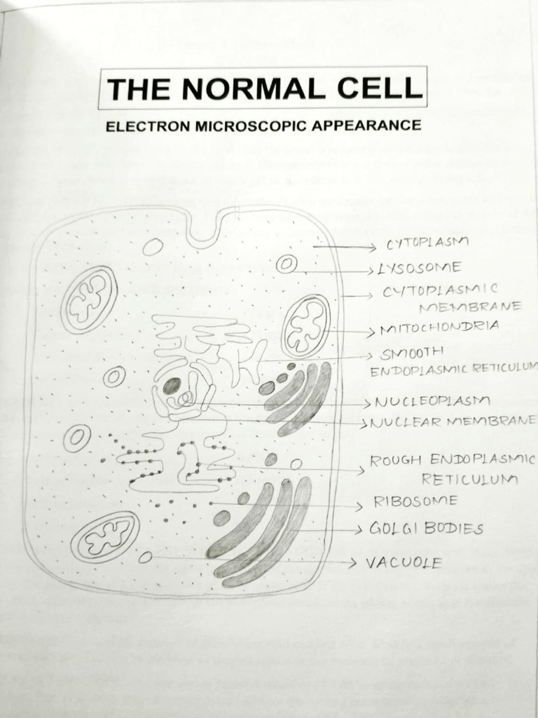 GP Record Diagram | PDF