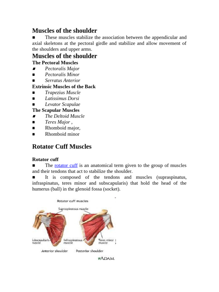 Muscles of The Limbs | PDF | Foot | Thumb