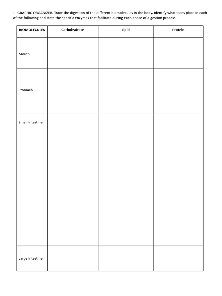 Worksheet On Digestion and Enzymes | PDF