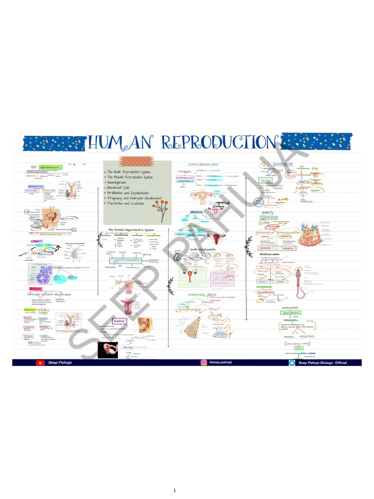 Human Reproduction - Mind Maps - Watermark | PDF