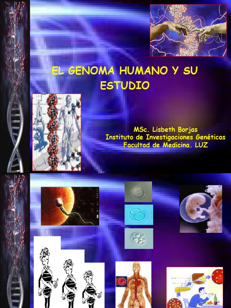 Estudio del Genoma Humano y su Aplicación | PDF | Genoma humano | Genoma