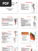 Vascularisation du membre inférieur | PDF | Main | Jambe humaine