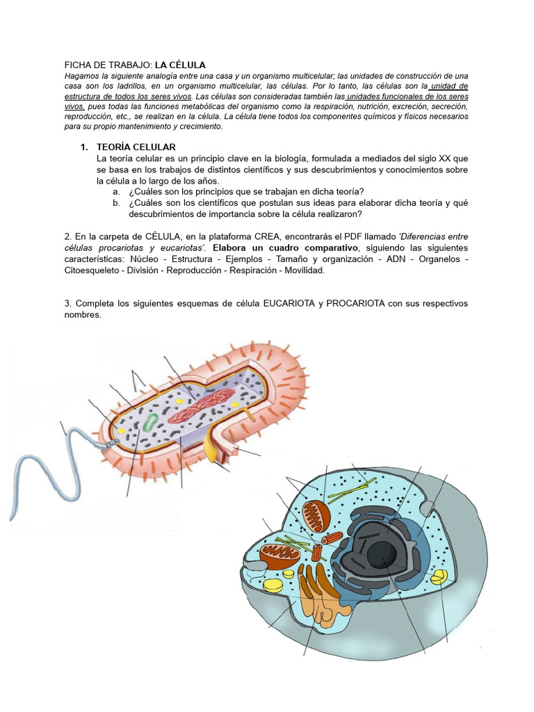 Ficha de Trabajo Célula | PDF