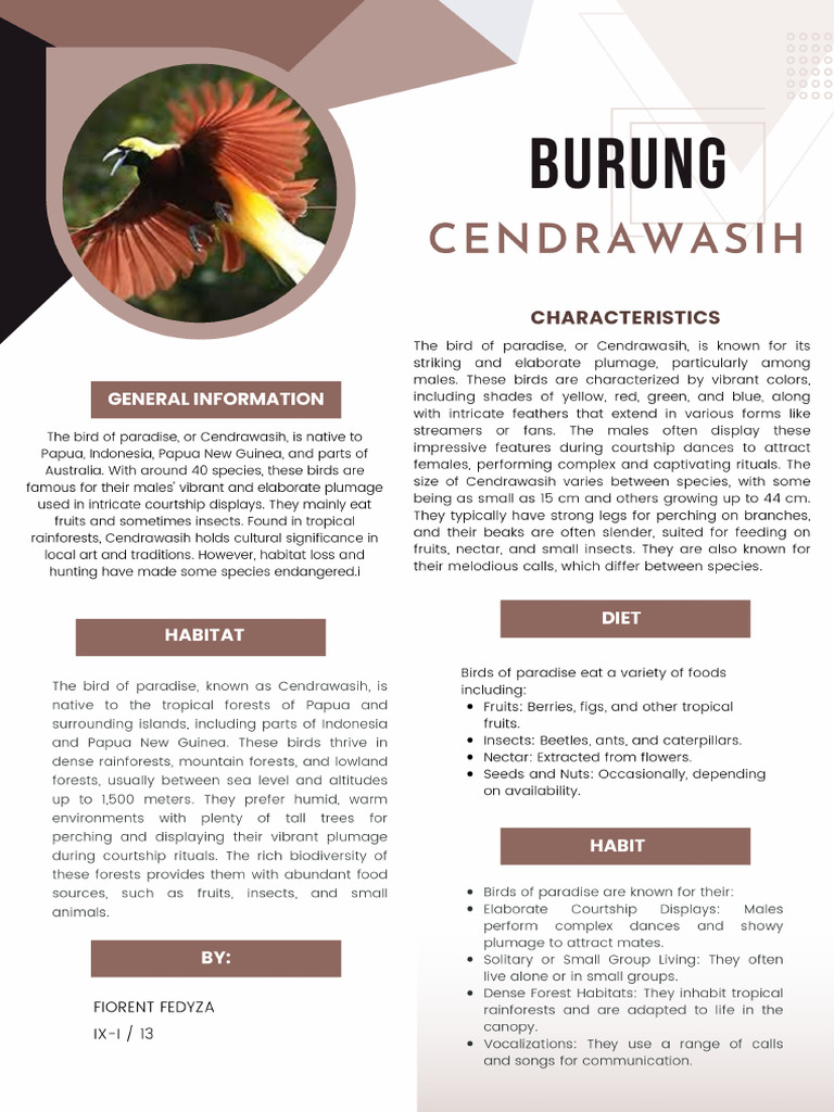 Burung Cendrawasih | PDF