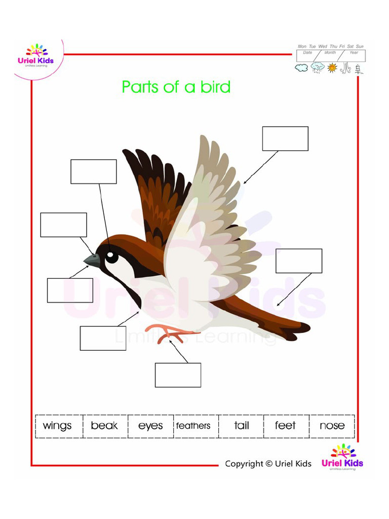 Parts of A Bird | PDF