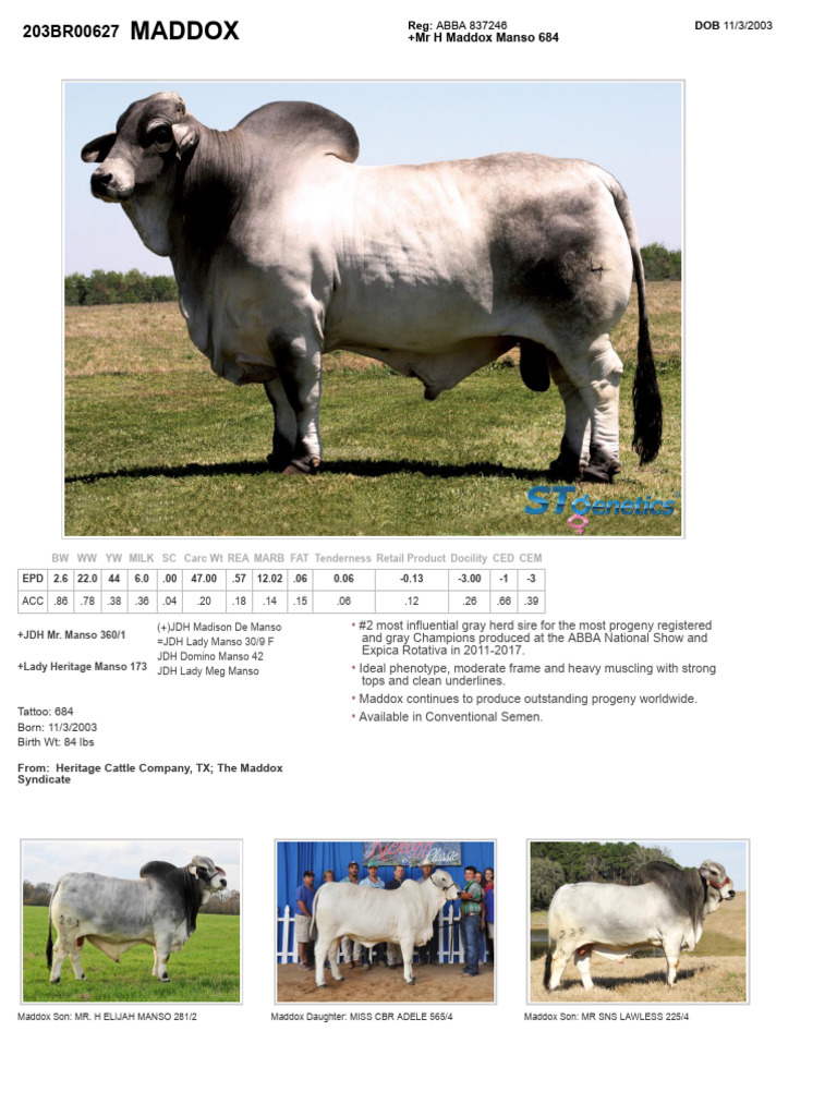 Mr H Maddox Manso 684 Overview | PDF