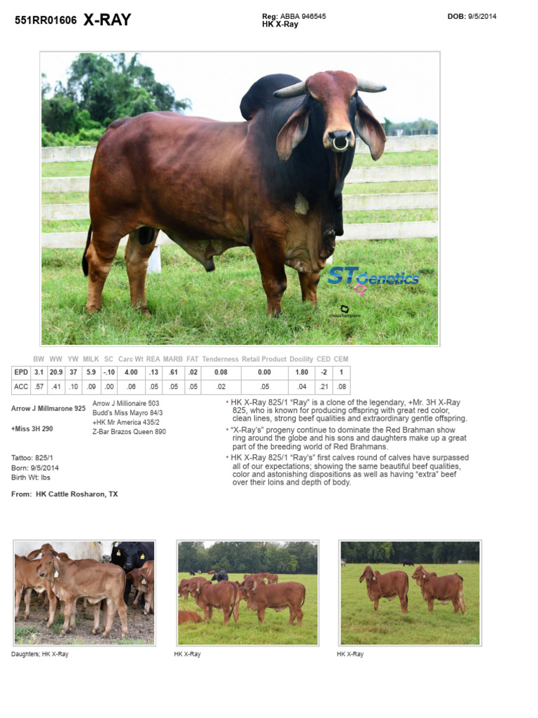 Beef Bull - 551RR01606 - HK X-Ray | PDF | Cattle | Livestock