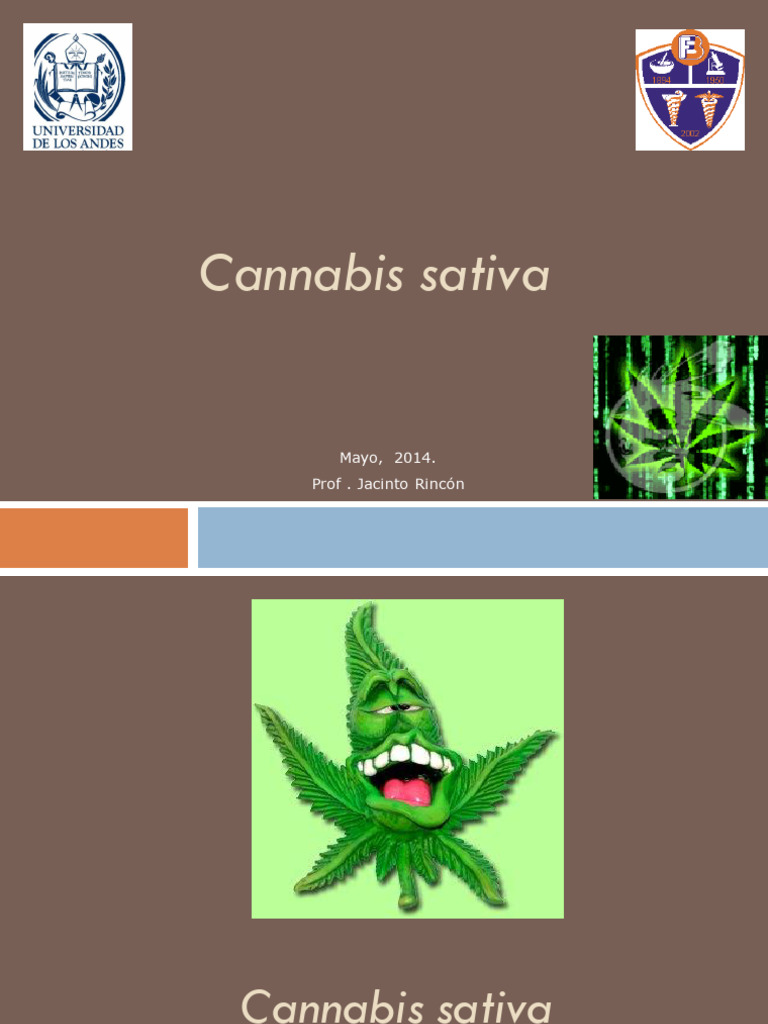 Cannabis Sativa Clase Intensivo 2015 2 | PDF | Cannabis (Droga) | Tetrahidrocannabinol
