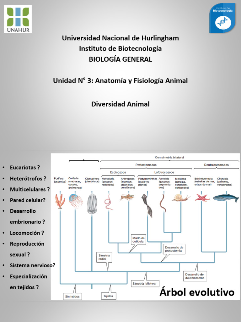 Unidad 3 - Animales - Clase 1 | PDF | Vertebrados | Branquia