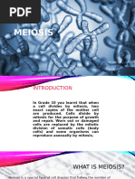 Meiosis: PMAT Stages Explained | PDF