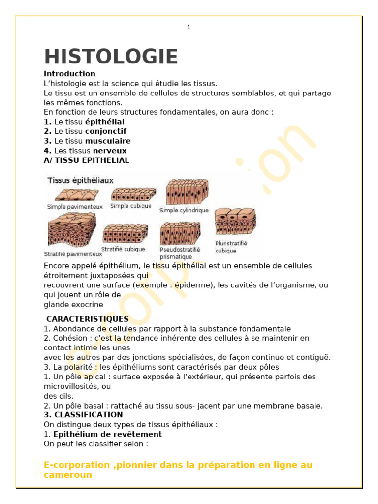 Types et caractéristiques des tissus | PDF | Épithélium | Anatomie