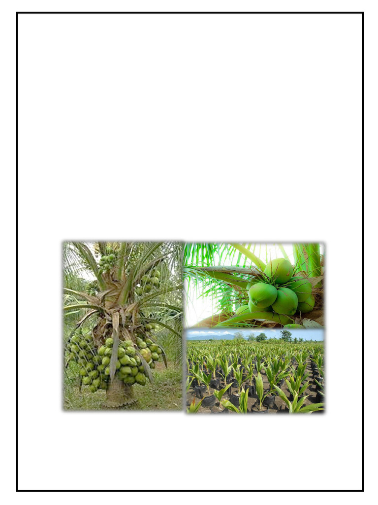 Ornamental Coconut Proposal | PDF | Horticulture | Natural Environment