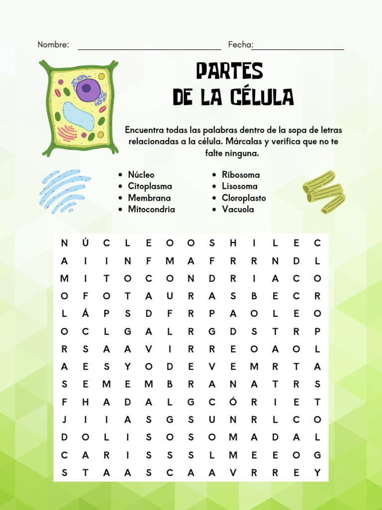 Hoja de Trabajo Sopa de Letras Partes de La Célula Dinámico Verde ...