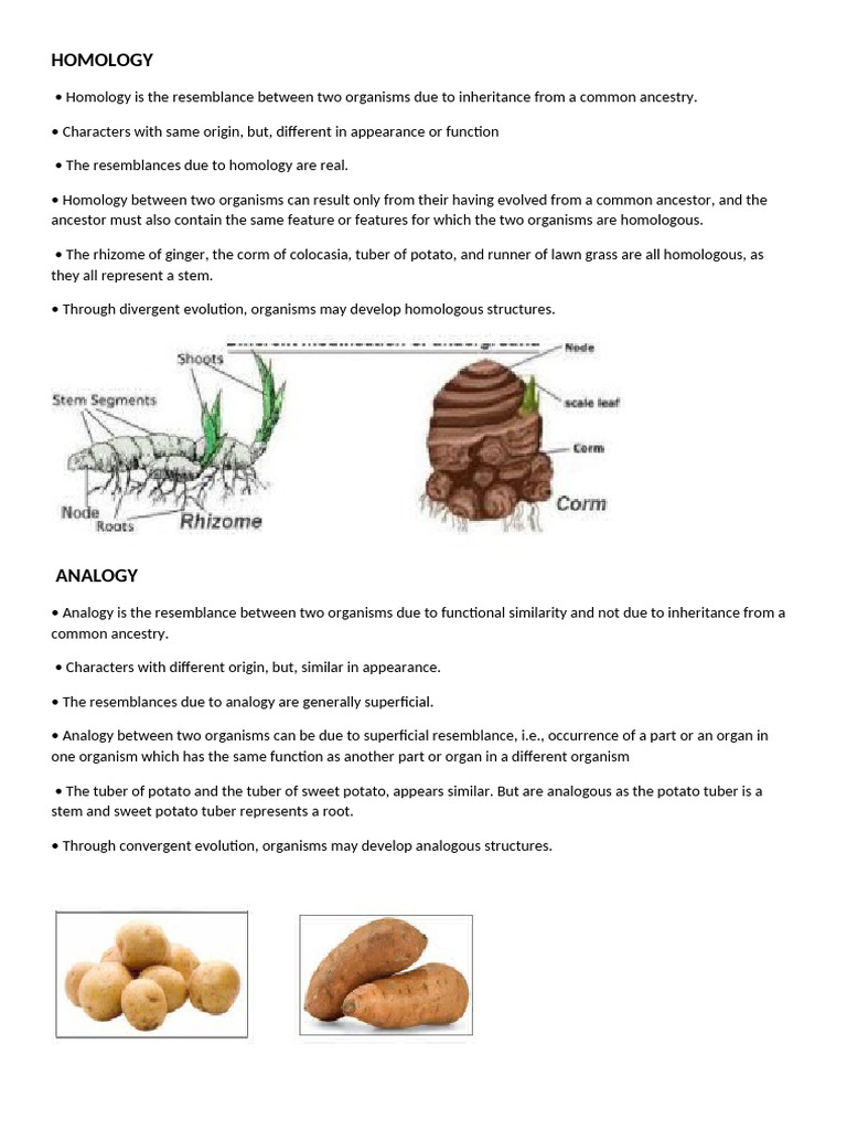 Phylogeny of Angiosperms | PDF | Leaf | Homology (Biology)
